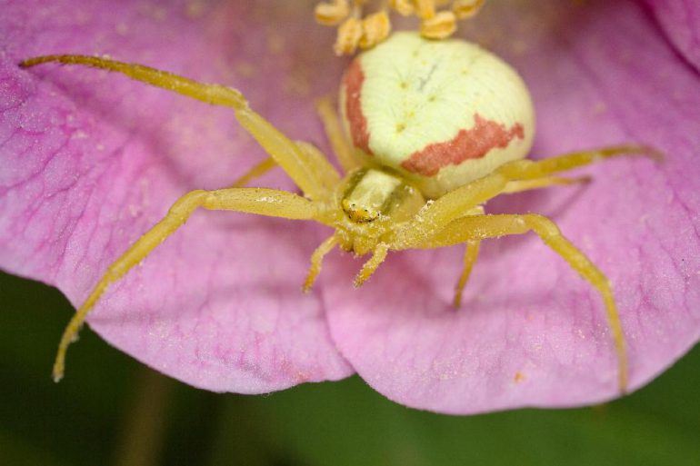 Spider Species You Can Find in British Columbia • British Columbia Magazine