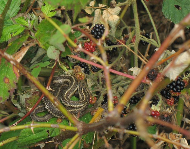 Snakes you may Encounter in British Columbia • British Columbia Magazine