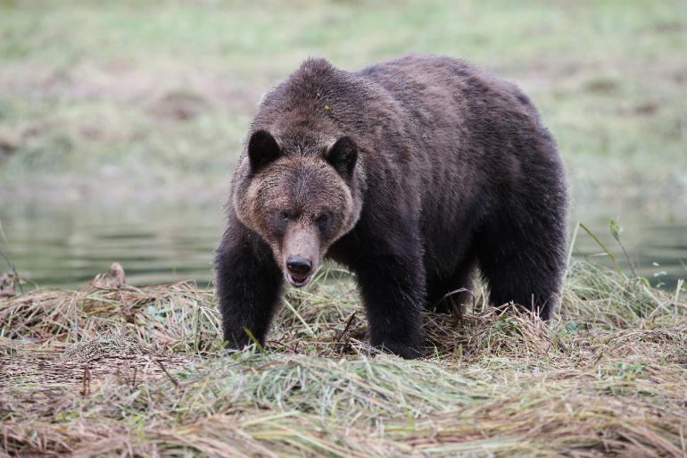 Road Trip To See Wildlife • British Columbia Magazine