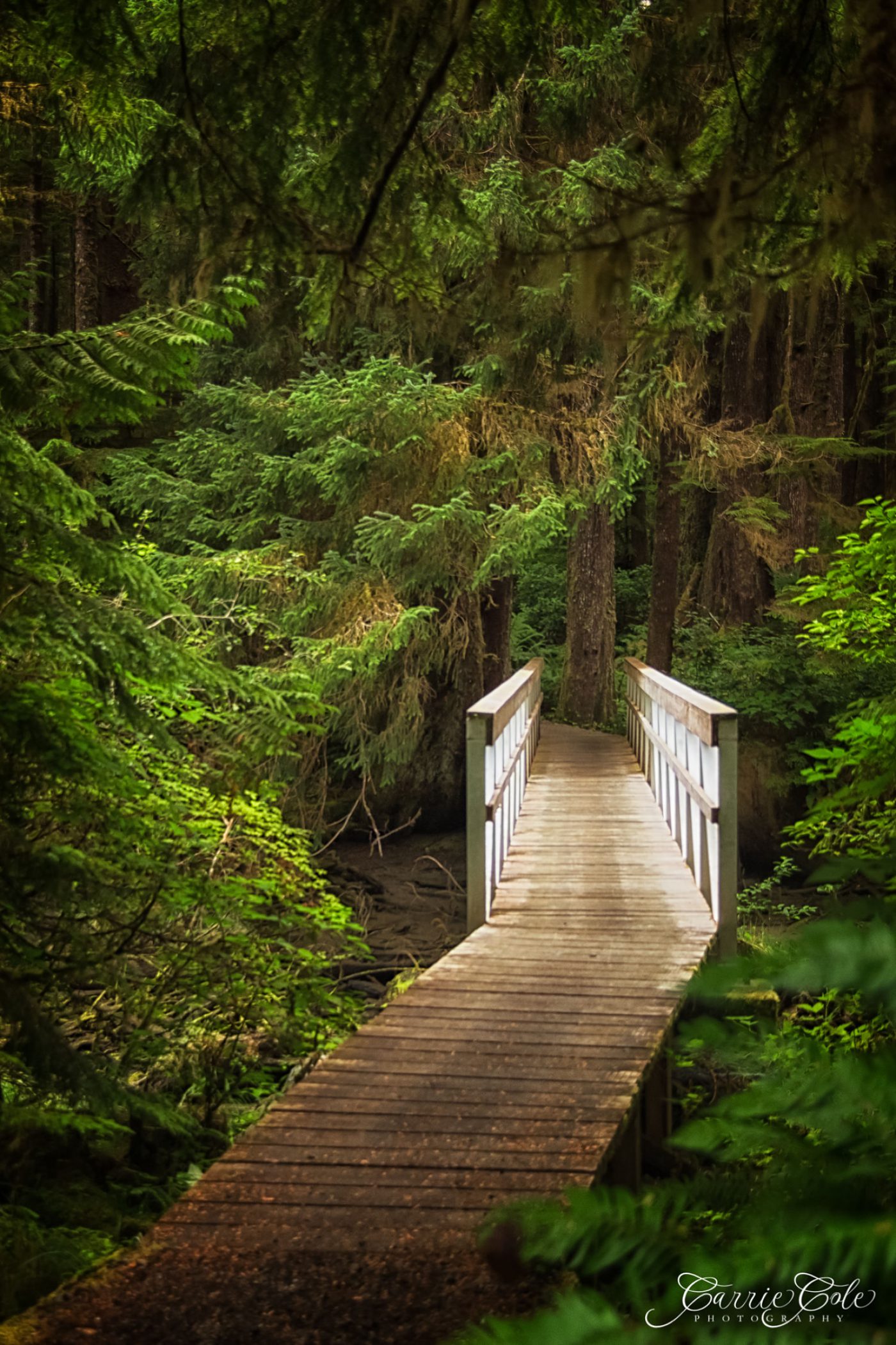 Explore: San Josef Bay & Cape Scott Provincial Park • British Columbia ...