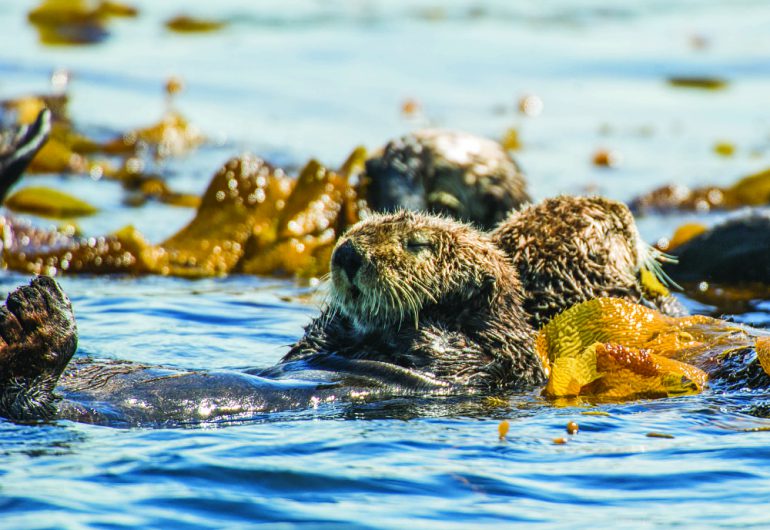 Visit Sea Otter Country • British Columbia Magazine