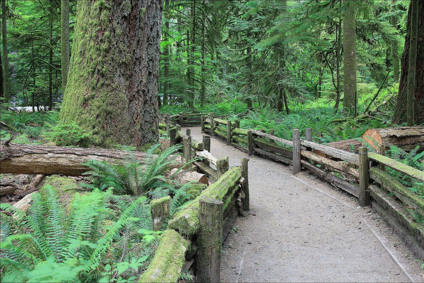 Visit: MacMillan Provincial Park & Cathedral Grove • British Columbia ...