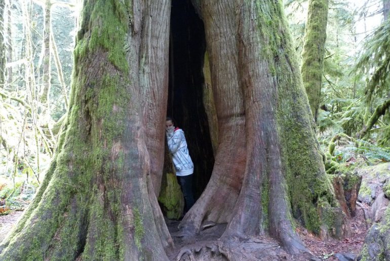 Visit: MacMillan Provincial Park & Cathedral Grove • British Columbia ...