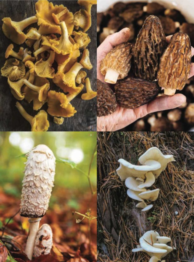 Foraging for Fungi • British Columbia Magazine
