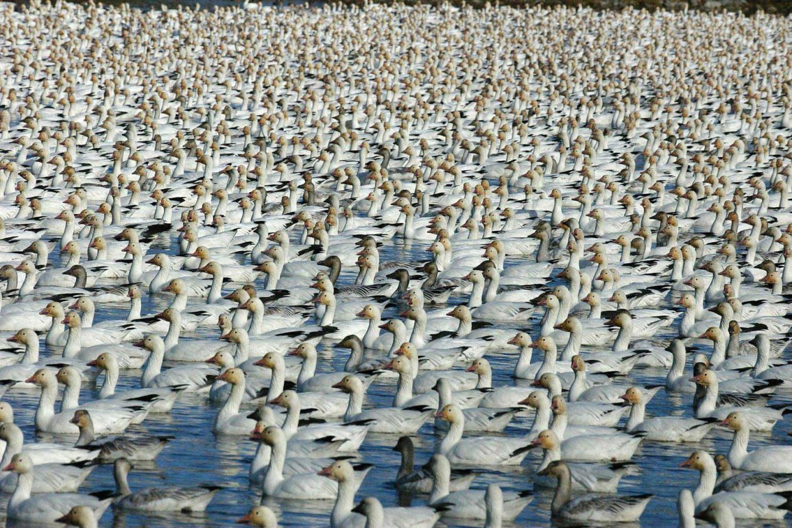 Winged Migration: Millions of Shorebirds Refuel on the Fraser River ...