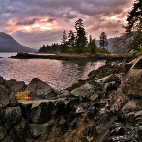 Spider Species You Can Find in British Columbia • British Columbia Magazine