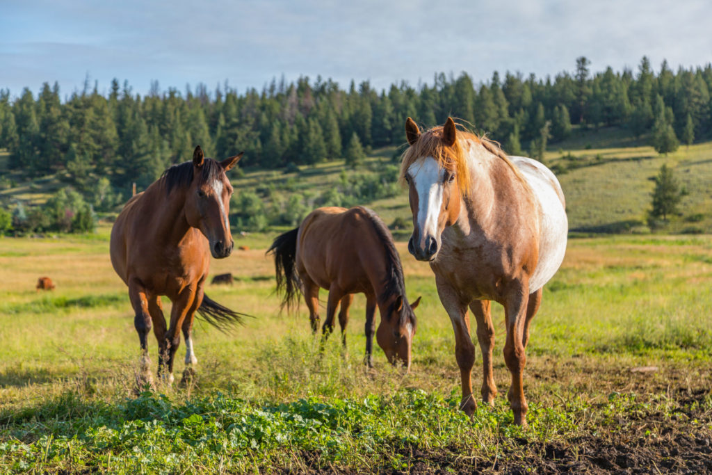 Take a Tour of Pasture to Plate • British Columbia Magazine
