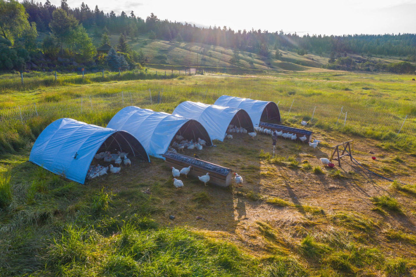 Take a Tour of Pasture to Plate • British Columbia Magazine