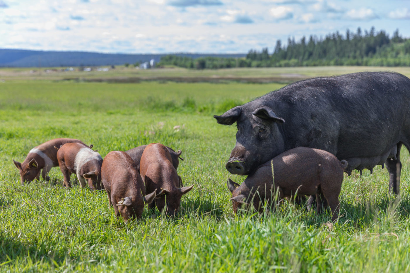 Take a Tour of Pasture to Plate • British Columbia Magazine