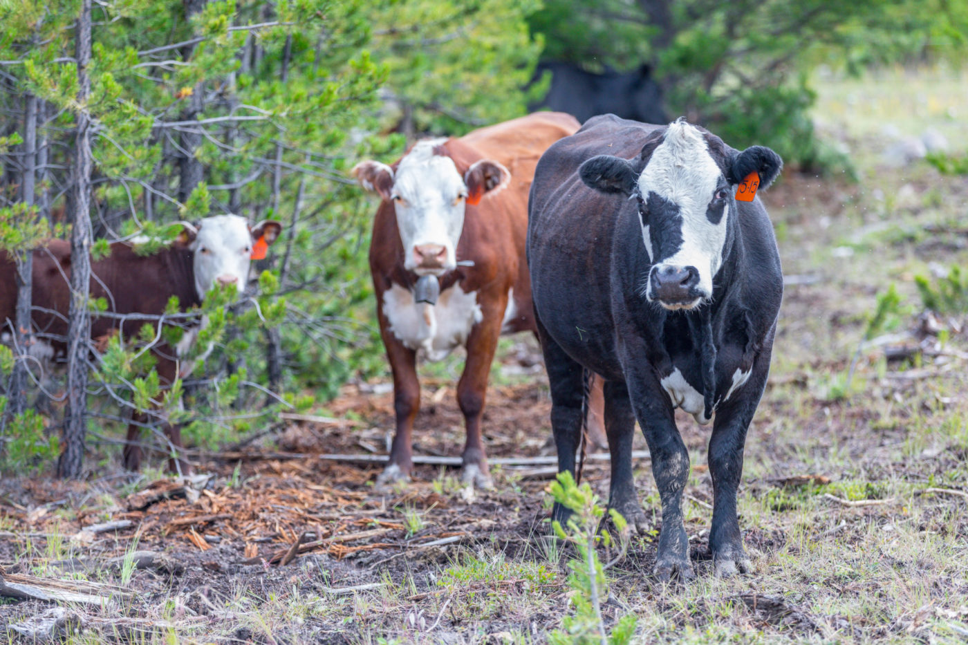 Take a Tour of Pasture to Plate • British Columbia Magazine