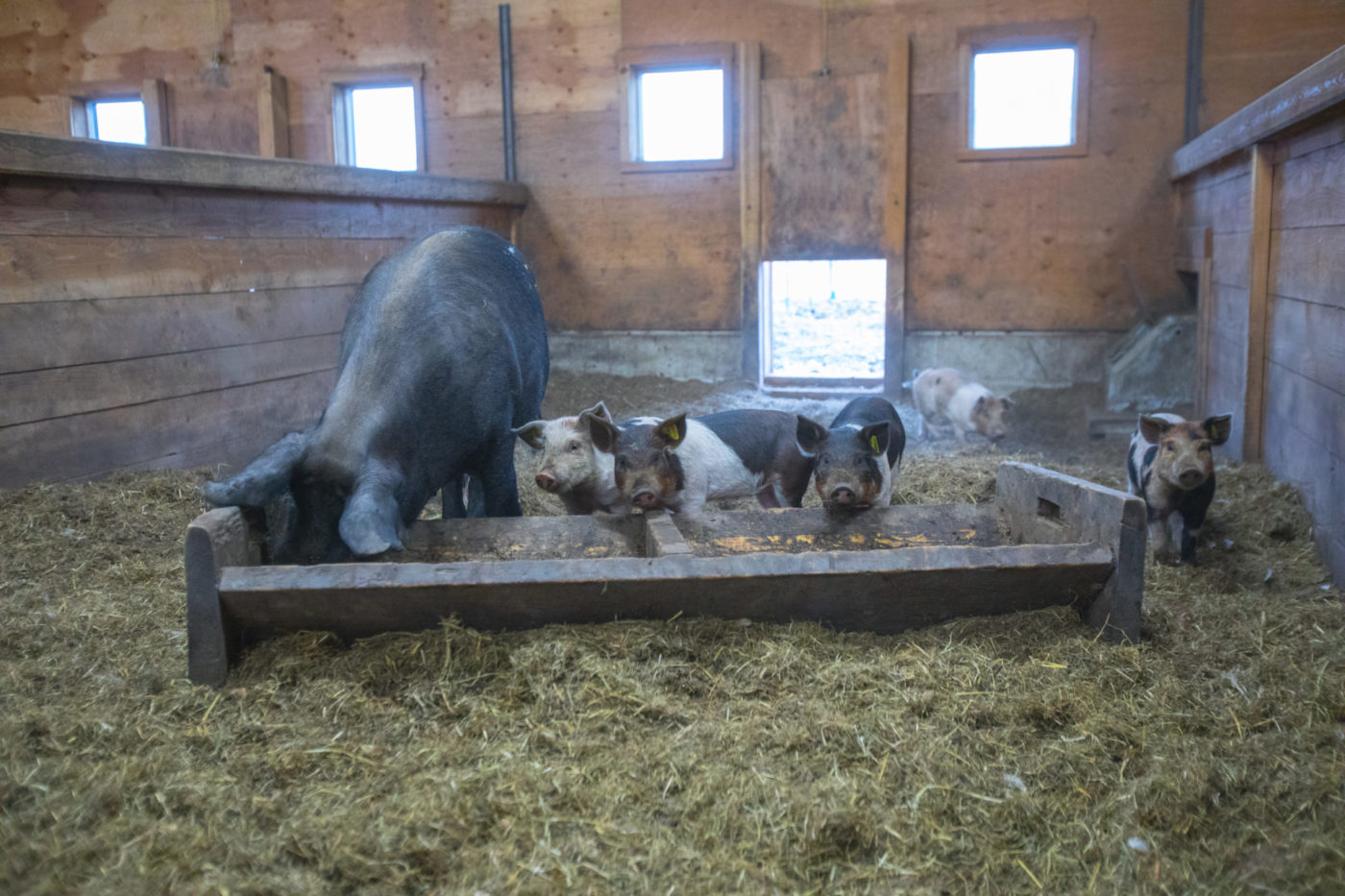 Take a Tour of Pasture to Plate • British Columbia Magazine