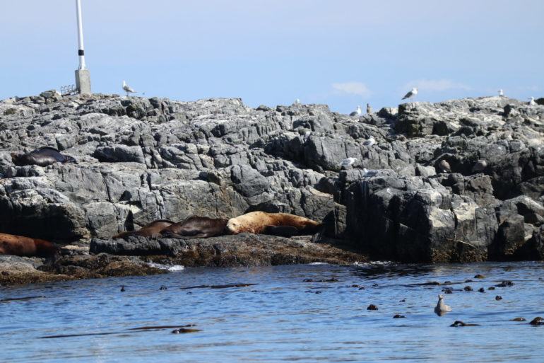 Race Rocks Ecological Reserve • British Columbia Magazine