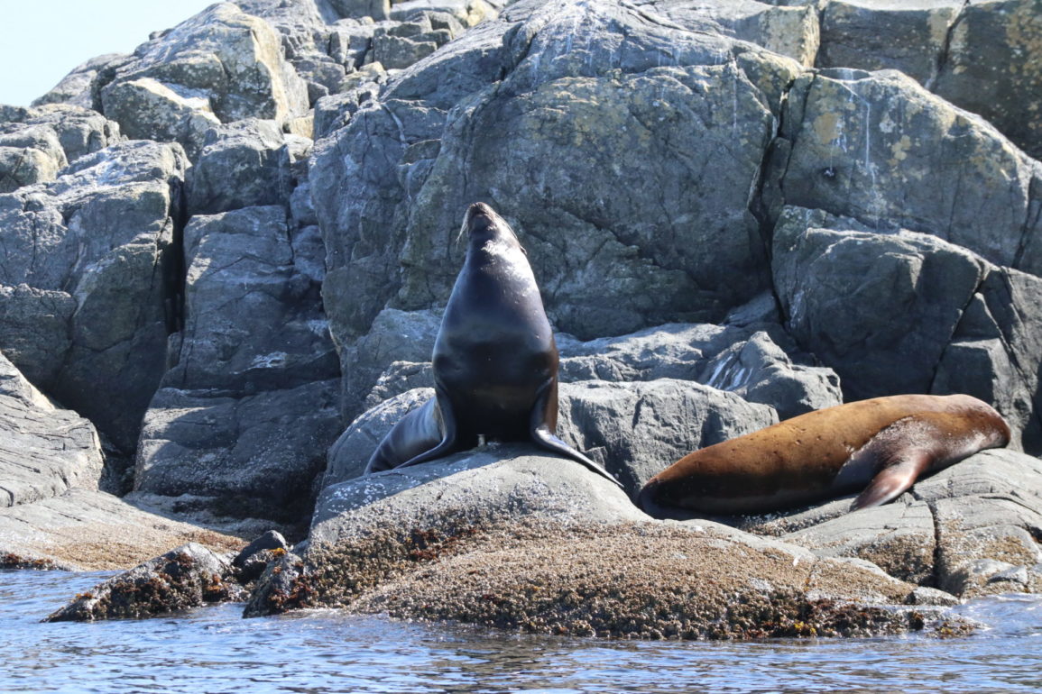 Race Rocks Ecological Reserve • British Columbia Magazine
