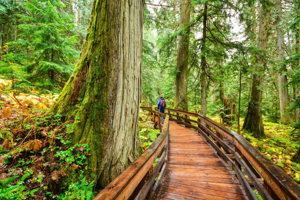 Visit Ancient Forest • British Columbia Magazine