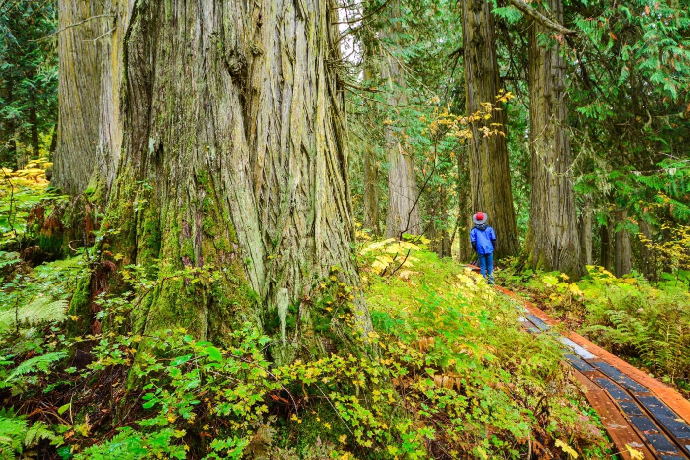 Visit Ancient Forest • British Columbia Magazine
