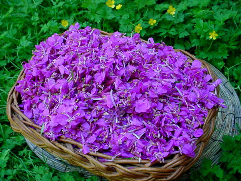 Making Fireweed Jelly • British Columbia Magazine