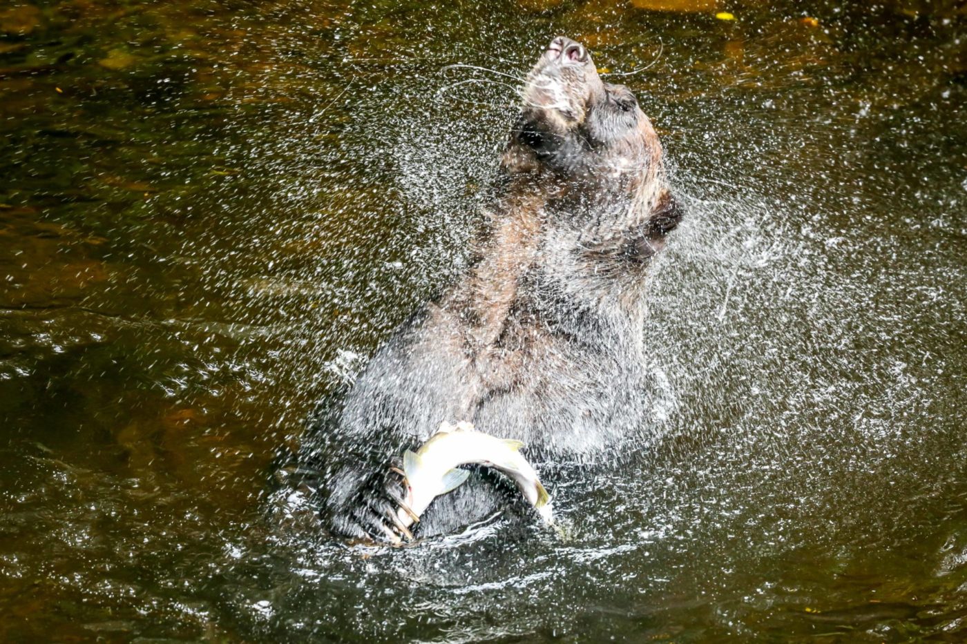 Happy Earth Day! • British Columbia Magazine