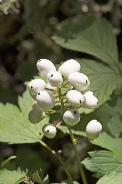Poisonous Plants • British Columbia Magazine