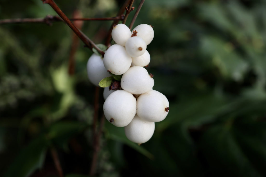 Poisonous Plants • British Columbia Magazine