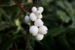 Poisonous Plants • British Columbia Magazine