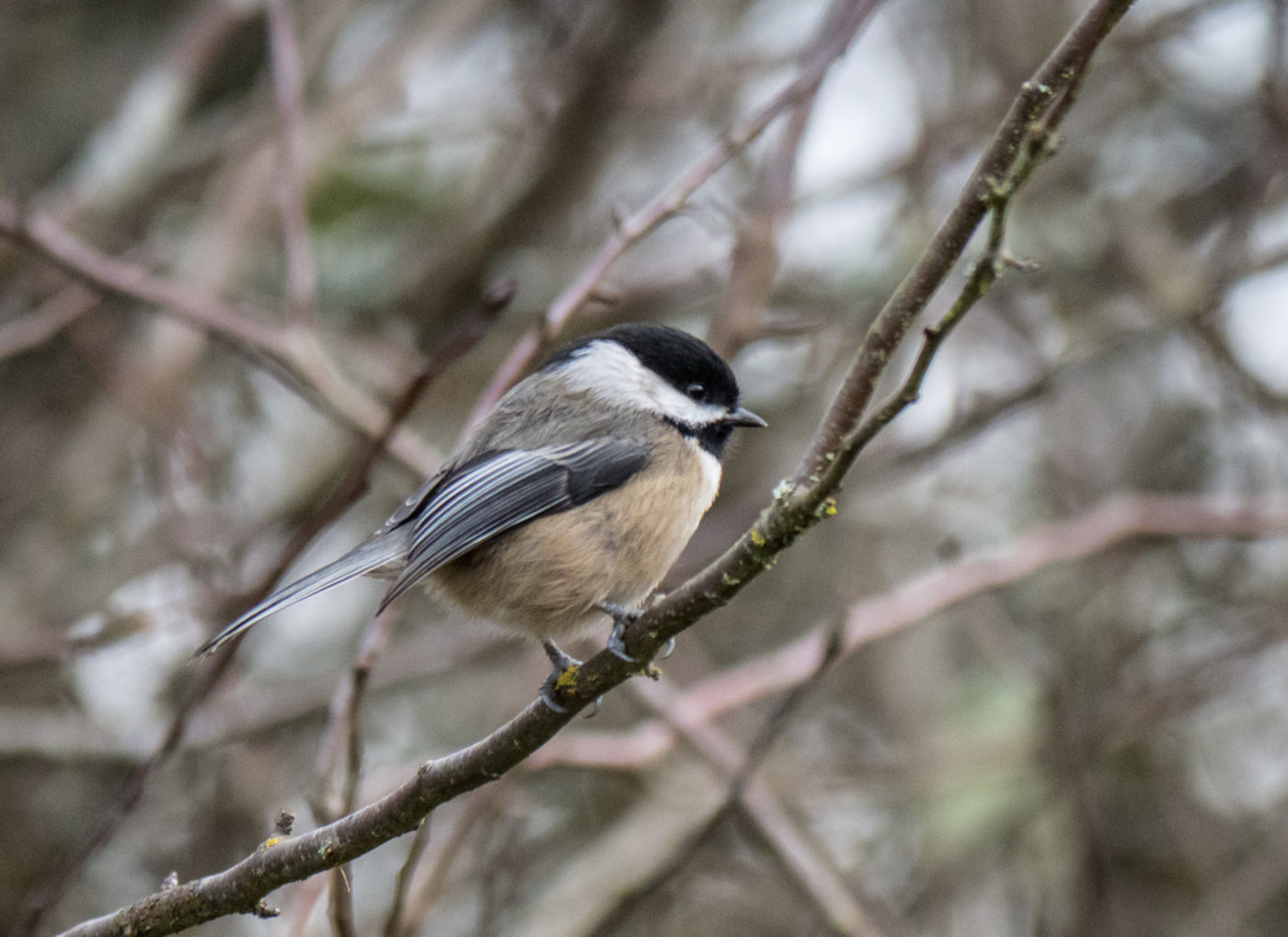 Exploring the BC Bird Trail • British Columbia Magazine