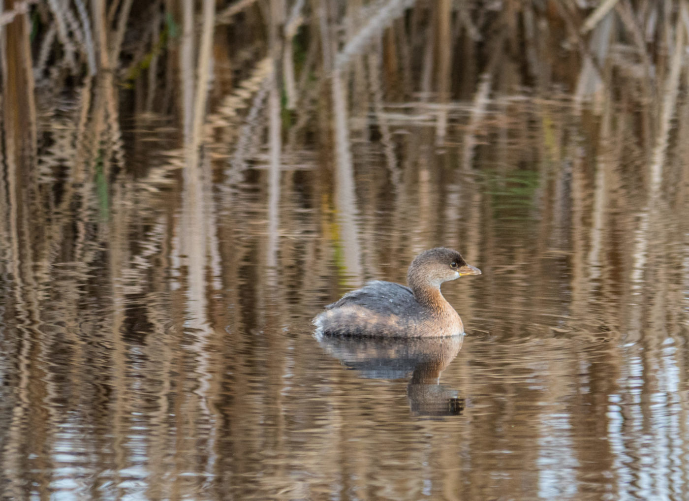 Exploring the BC Bird Trail • British Columbia Magazine