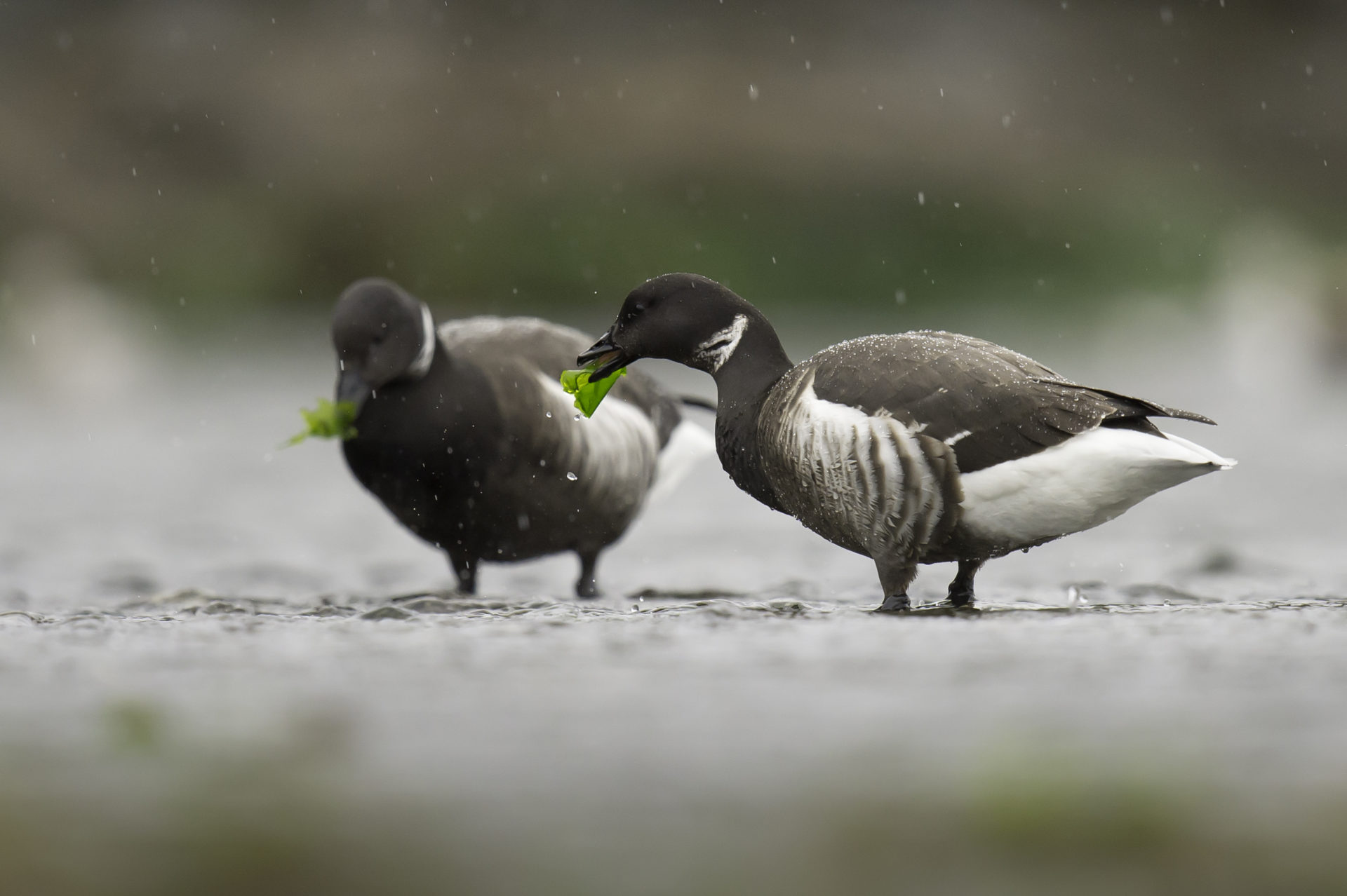 Exploring the BC Bird Trail - Near You : My Cowichan Valley Now