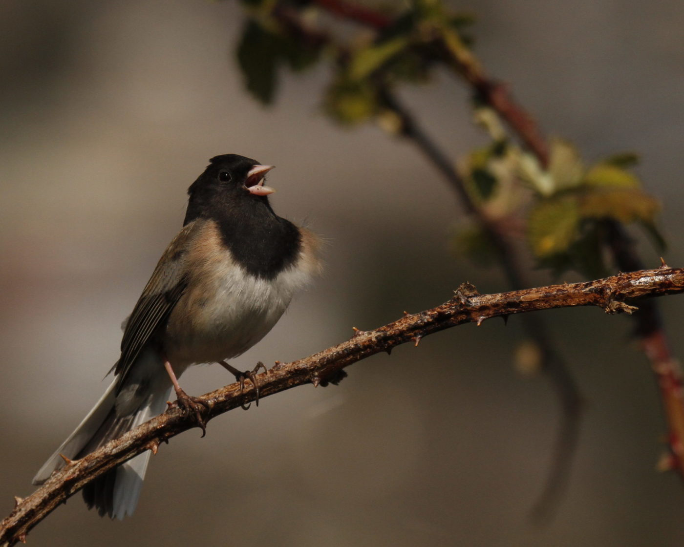 Exploring the BC Bird Trail—Near You • British Columbia Magazine
