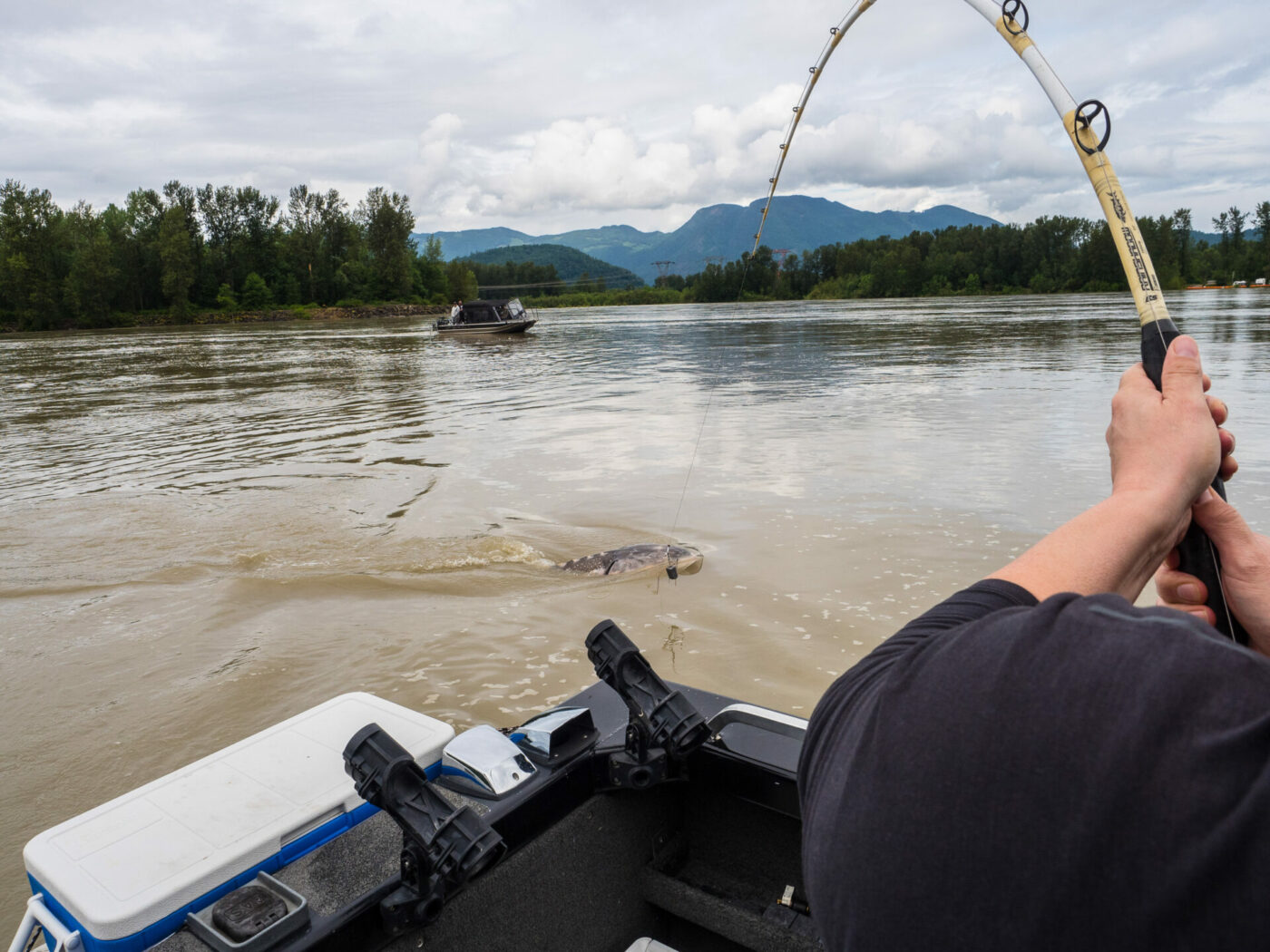 Catching (and Saving) the Fraser River Sturgeon • British Columbia Magazine
