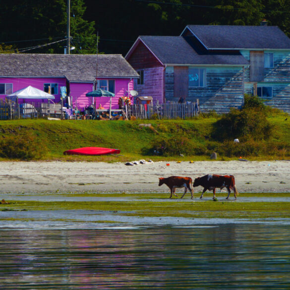 Remembering Typhoon Freda • British Columbia Magazine