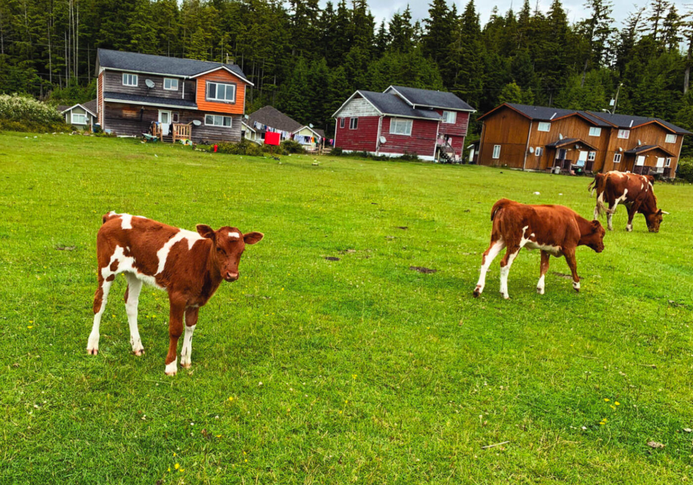 Where the Cows Roam Wild • British Columbia Magazine