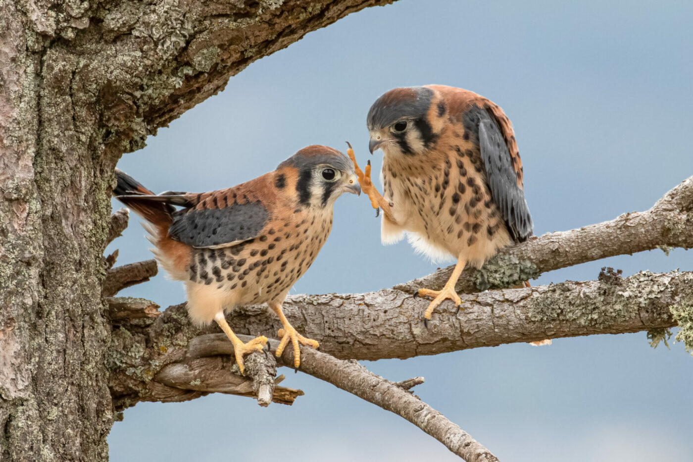 Fall into Birding • British Columbia Magazine
