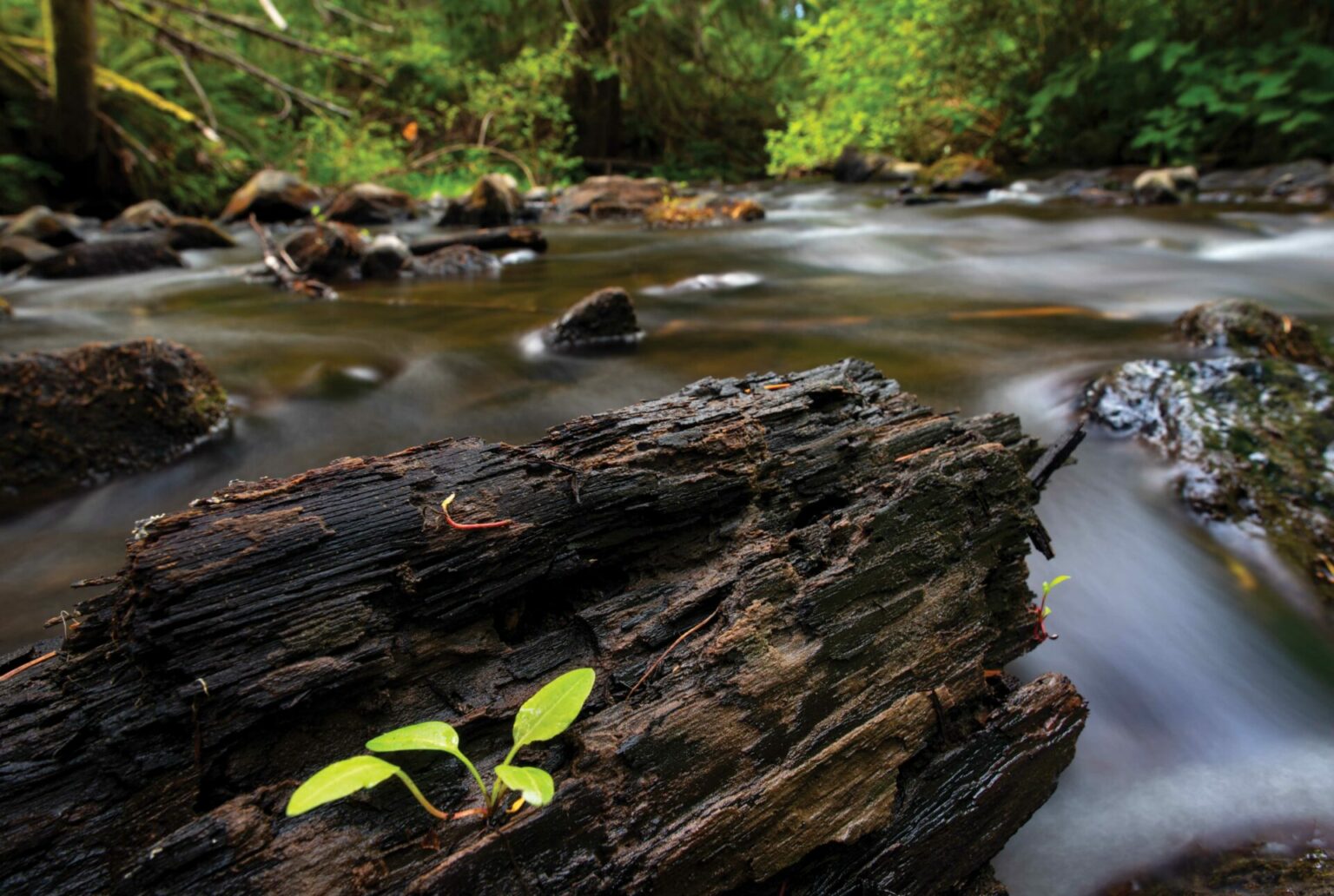 Anatomy of a Watershed • British Columbia Magazine