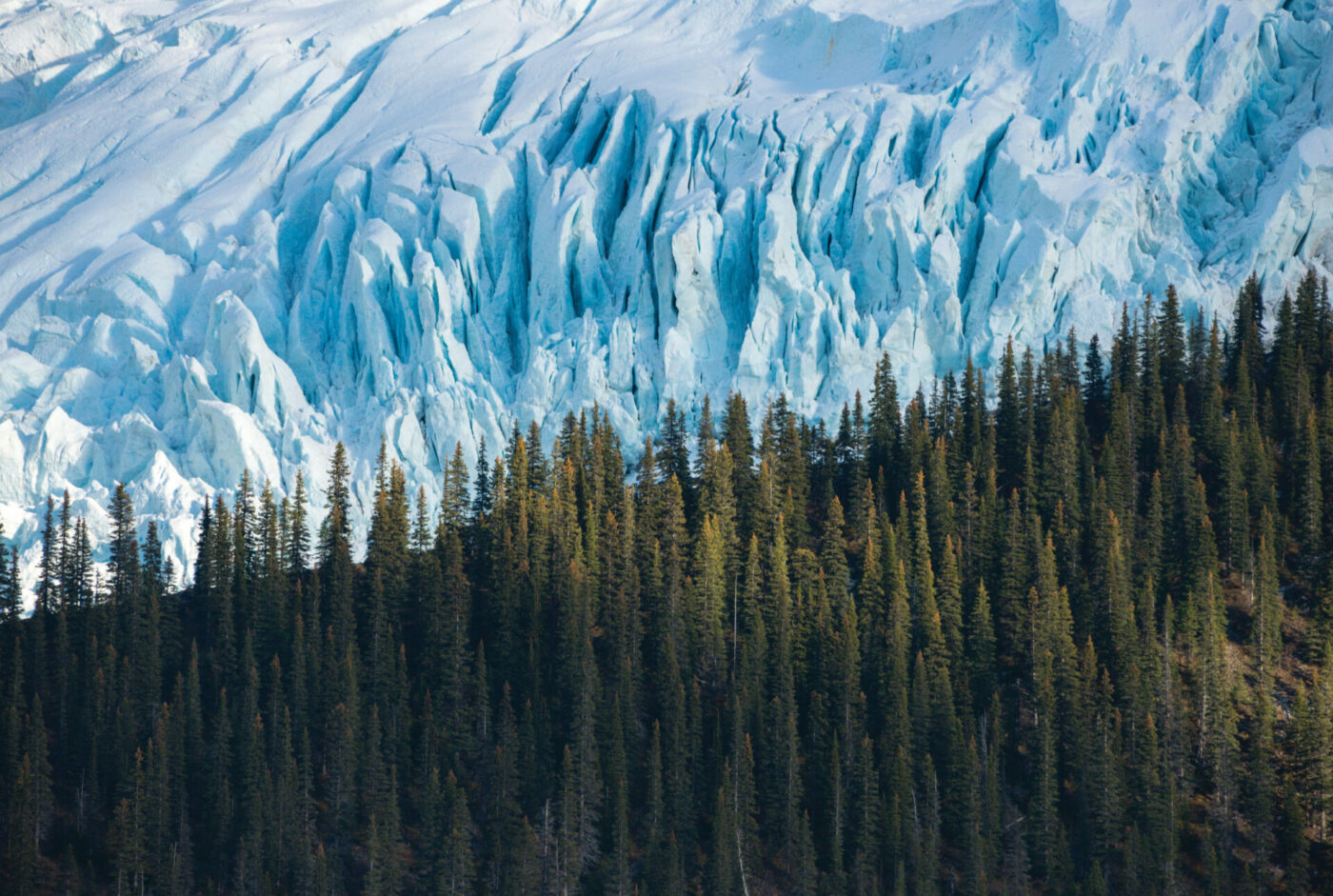 On the Edge of Extinction • British Columbia Magazine