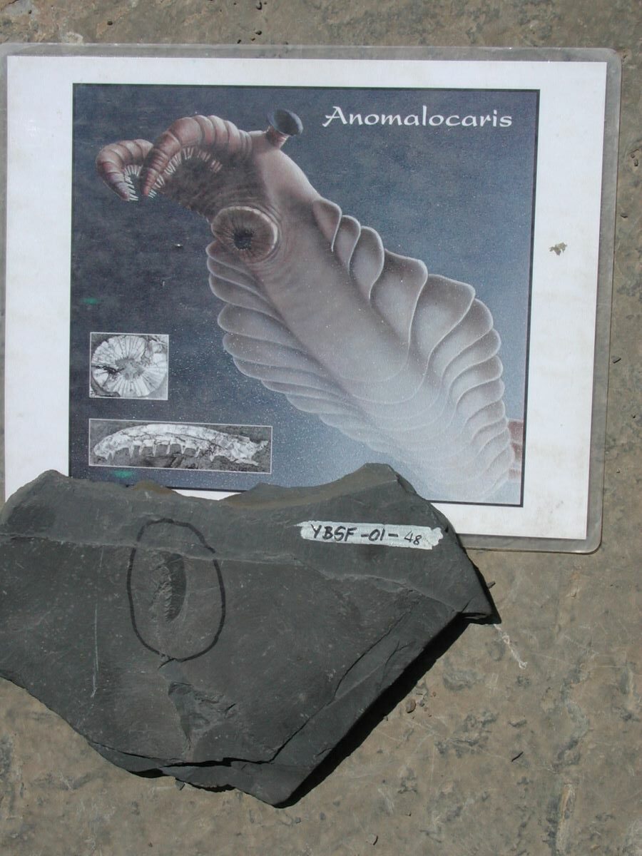 What’s So Special About The Burgess Shale? • British Columbia Magazine