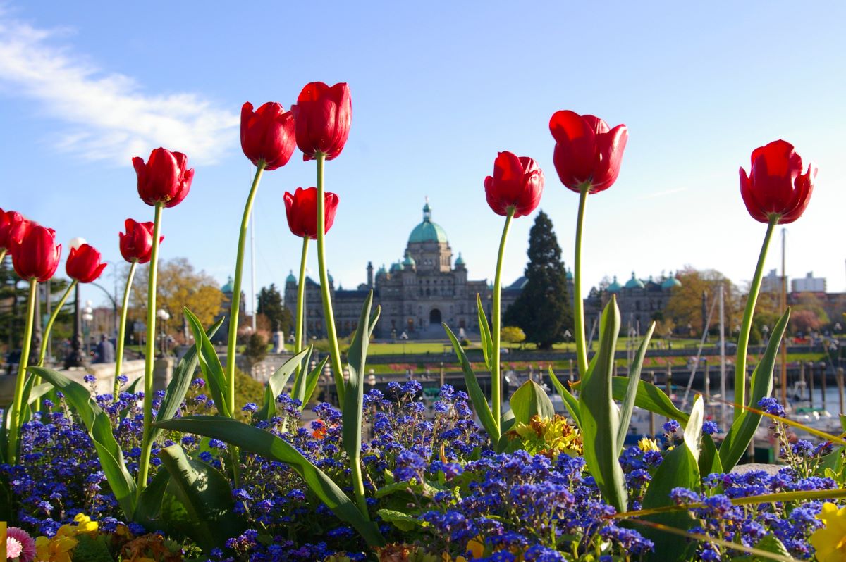 Seven Places To See BC’s Blooms This Spring • British Columbia Magazine