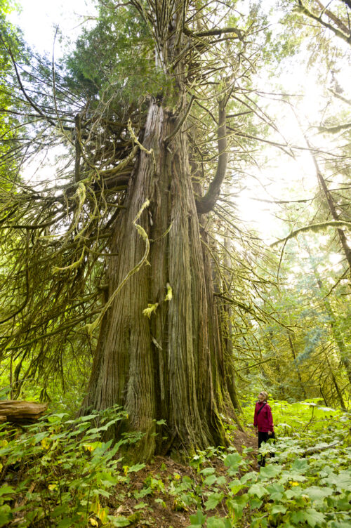 Tree of Life • British Columbia Magazine