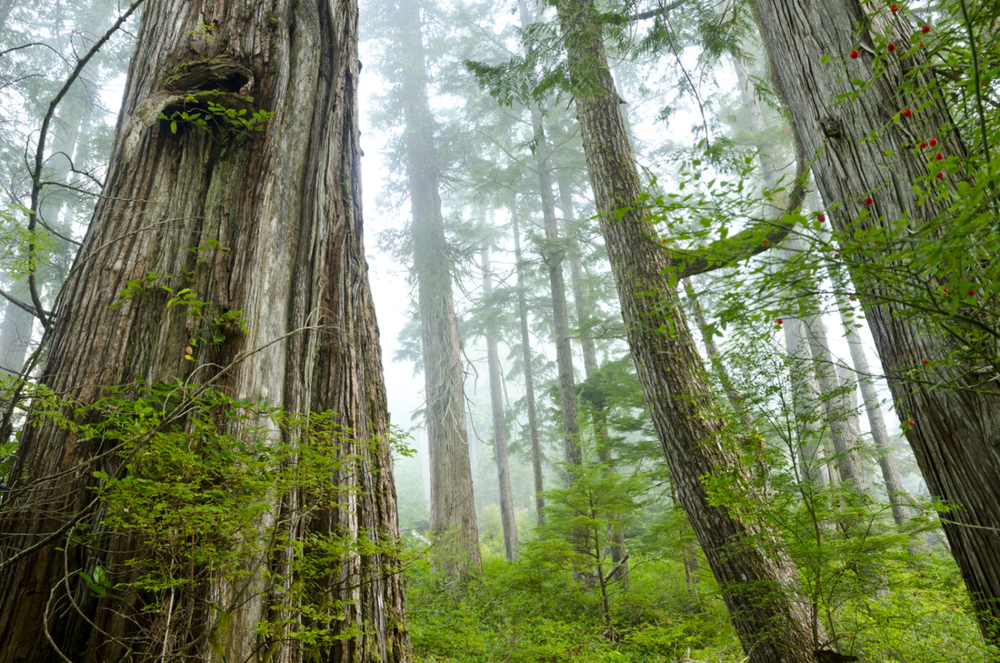 Tree of Life • British Columbia Magazine