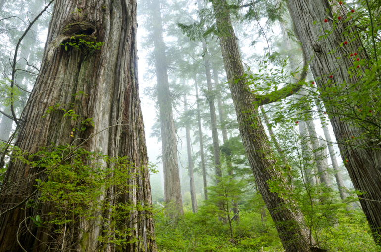 Tree of Life • British Columbia Magazine