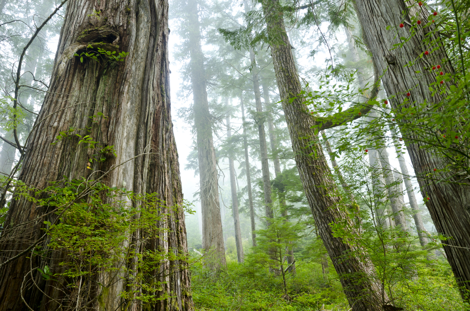 Tree of Life • British Columbia Magazine