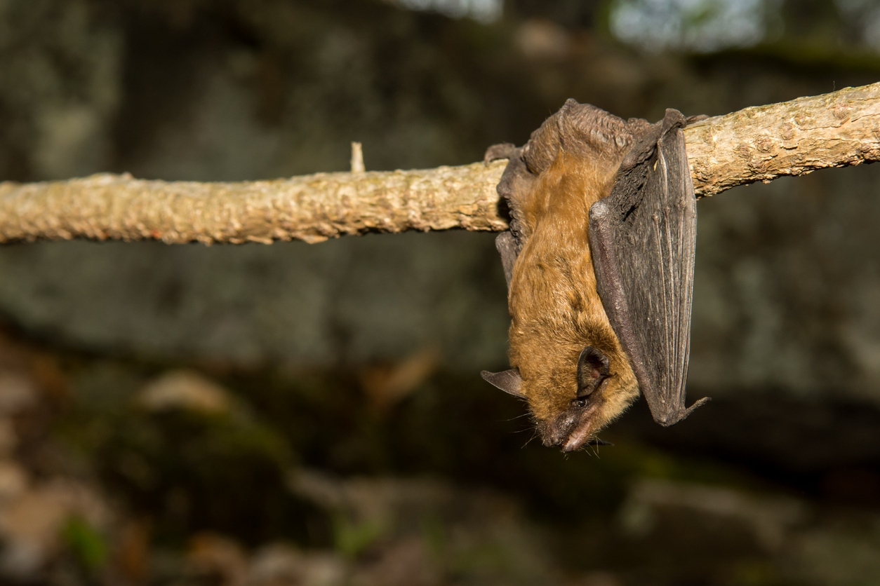 Protecting BC's Bats • British Columbia Magazine
