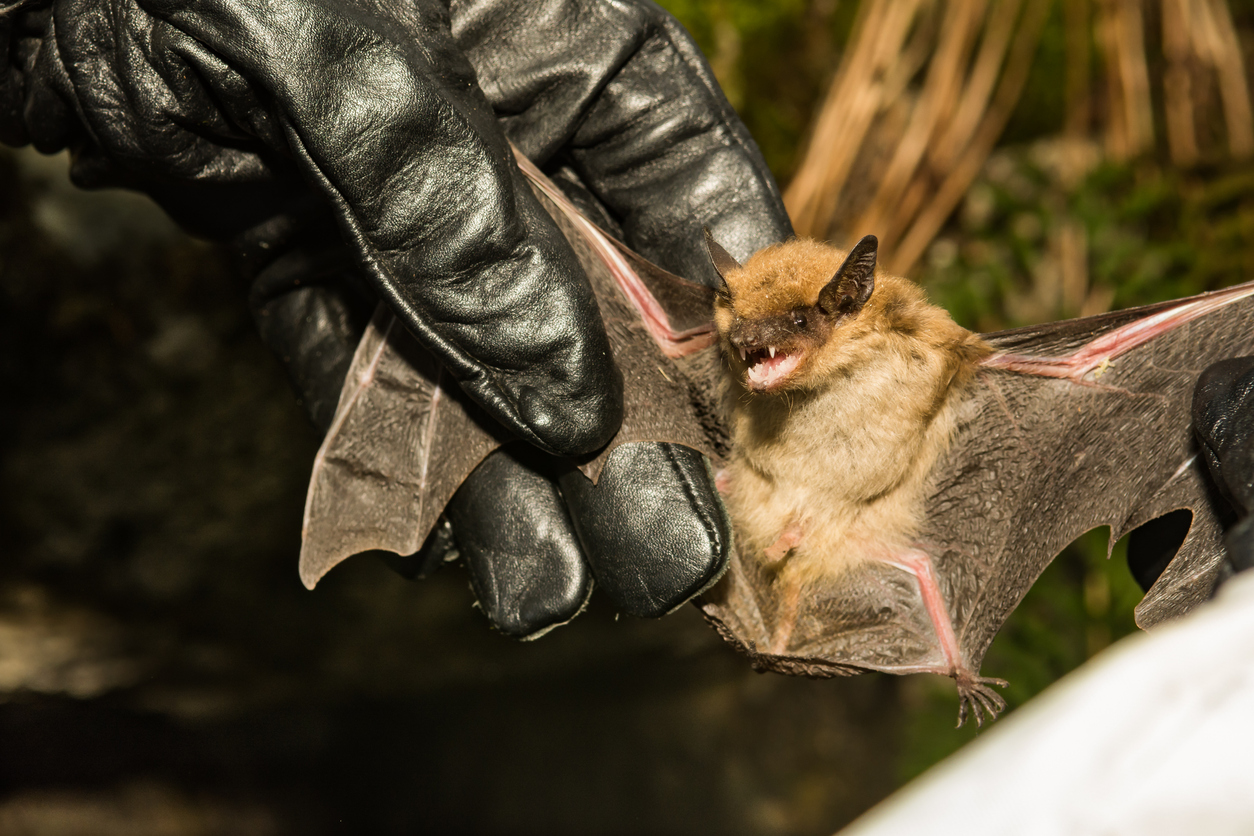 Protecting BC's Bats • British Columbia Magazine