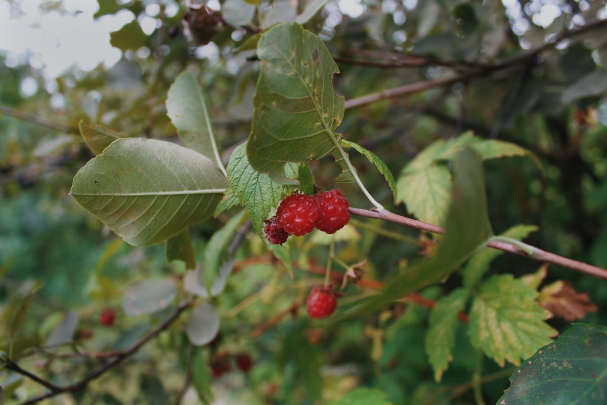 Five Plants You Can Forage For In Your Backyard • British Columbia Magazine