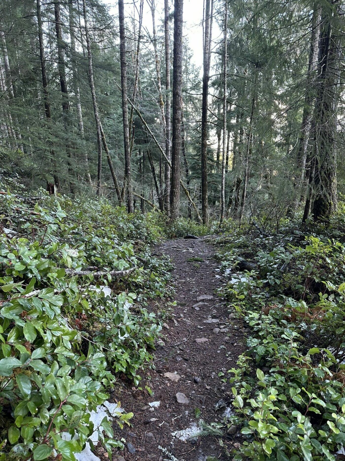 Top 5 Hikes Around Port Alberni • British Columbia Magazine