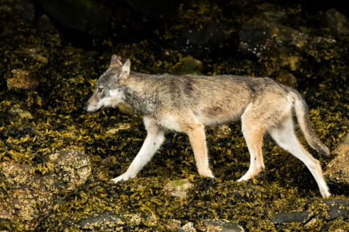 The Lives Of BC’s Coastal Wolves • British Columbia Magazine