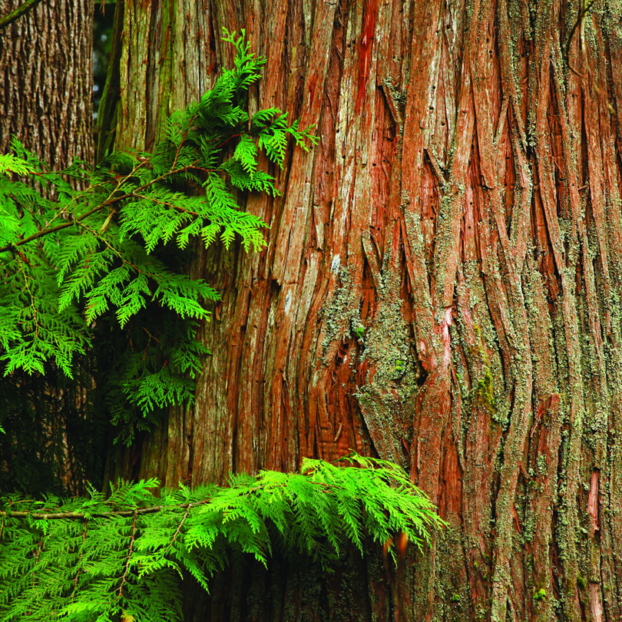 Explore: Horne Lake Caves Provincial Park • British Columbia Magazine
