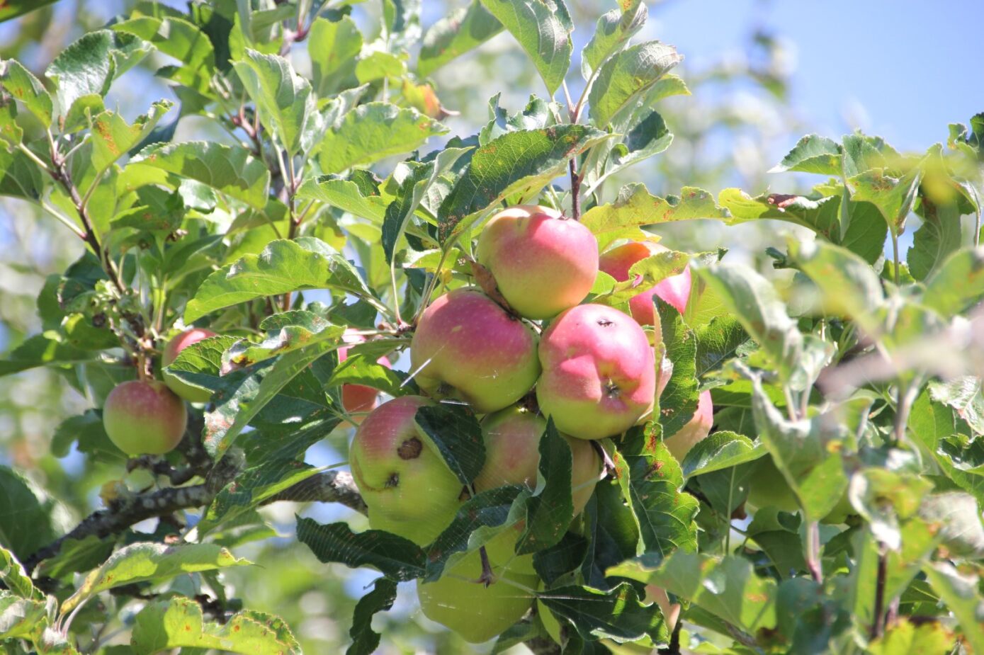 Ciders by the Sea • British Columbia Magazine