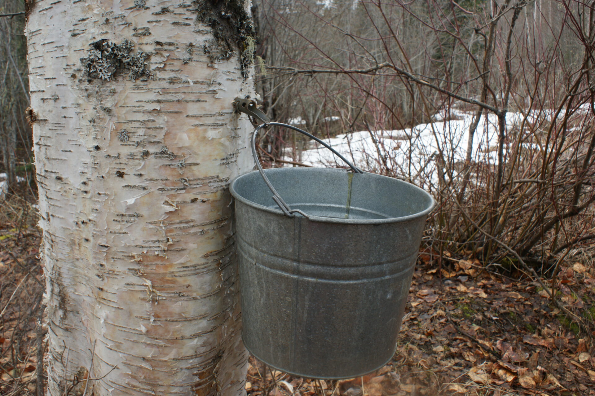Making Birch Syrup • British Columbia Magazine