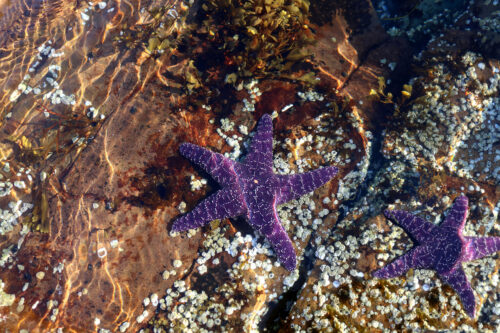 Finding Sea Stars Along BC’s Coast • British Columbia Magazine