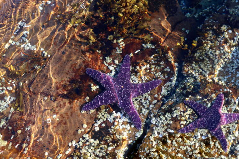 Finding Sea Stars Along BC’s Coast • British Columbia Magazine